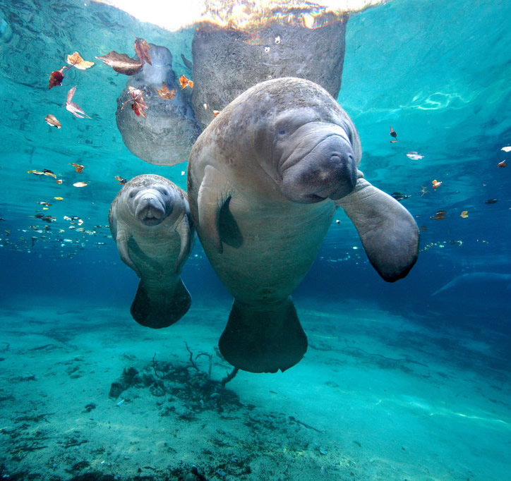 Ecofriendly: West Indian Manatee