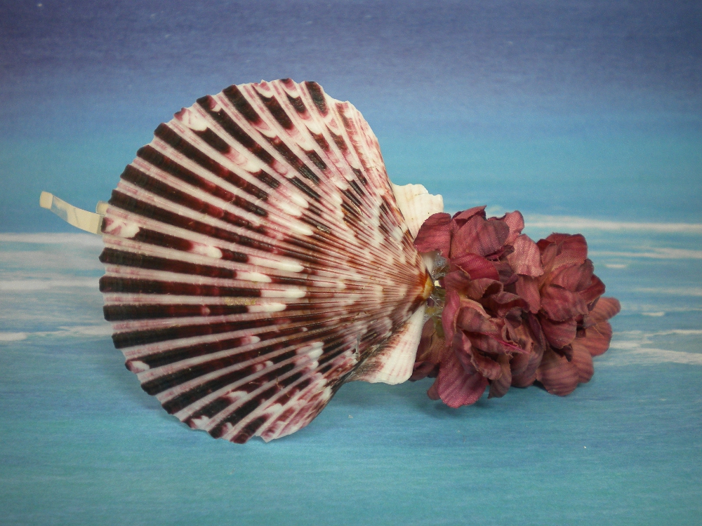 Del's Shells: New Seashell Headbands