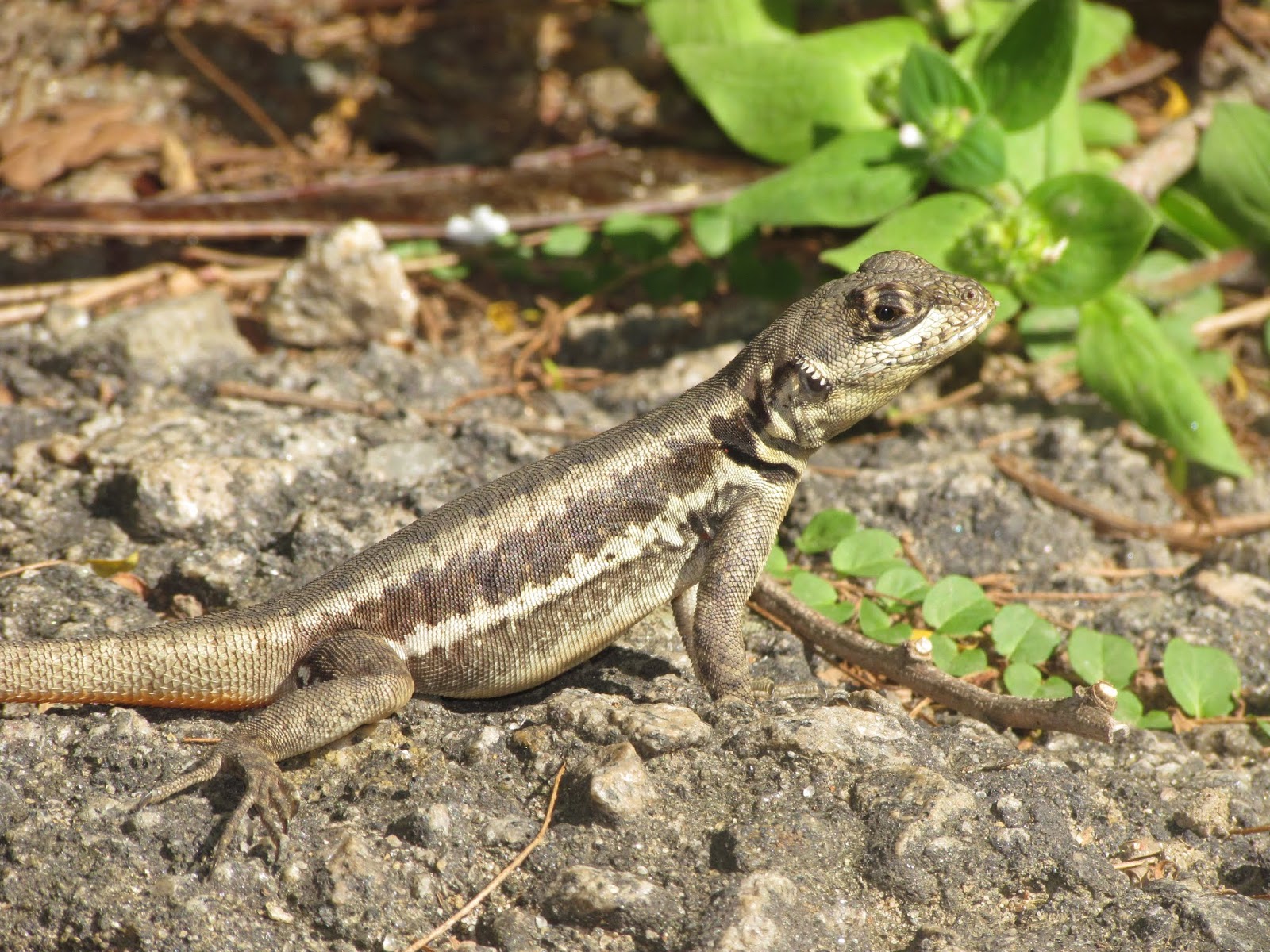 O Blog do Bruno Chaves: Calango (Tropidurus torquatus)
