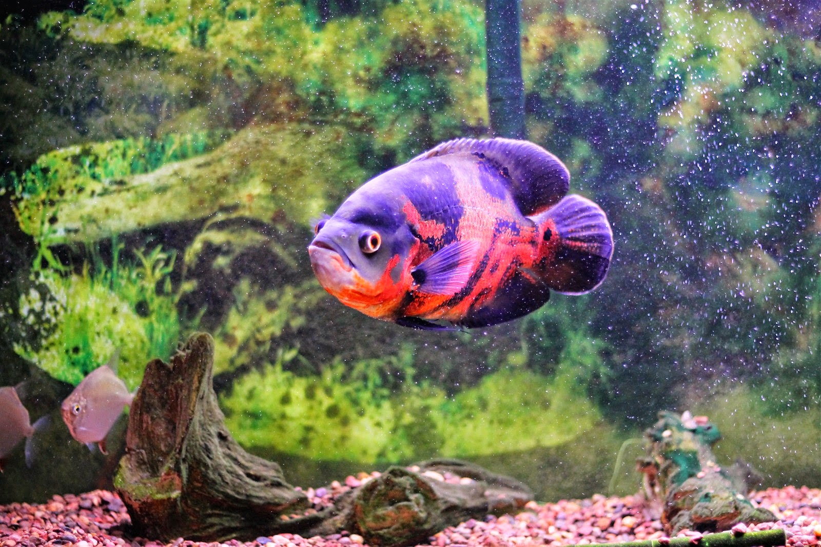 OSCAR FISH photos - wallpapers | the fun bank