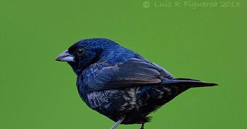 Argentina nativa: Volatinero (Volatinia jacarina)