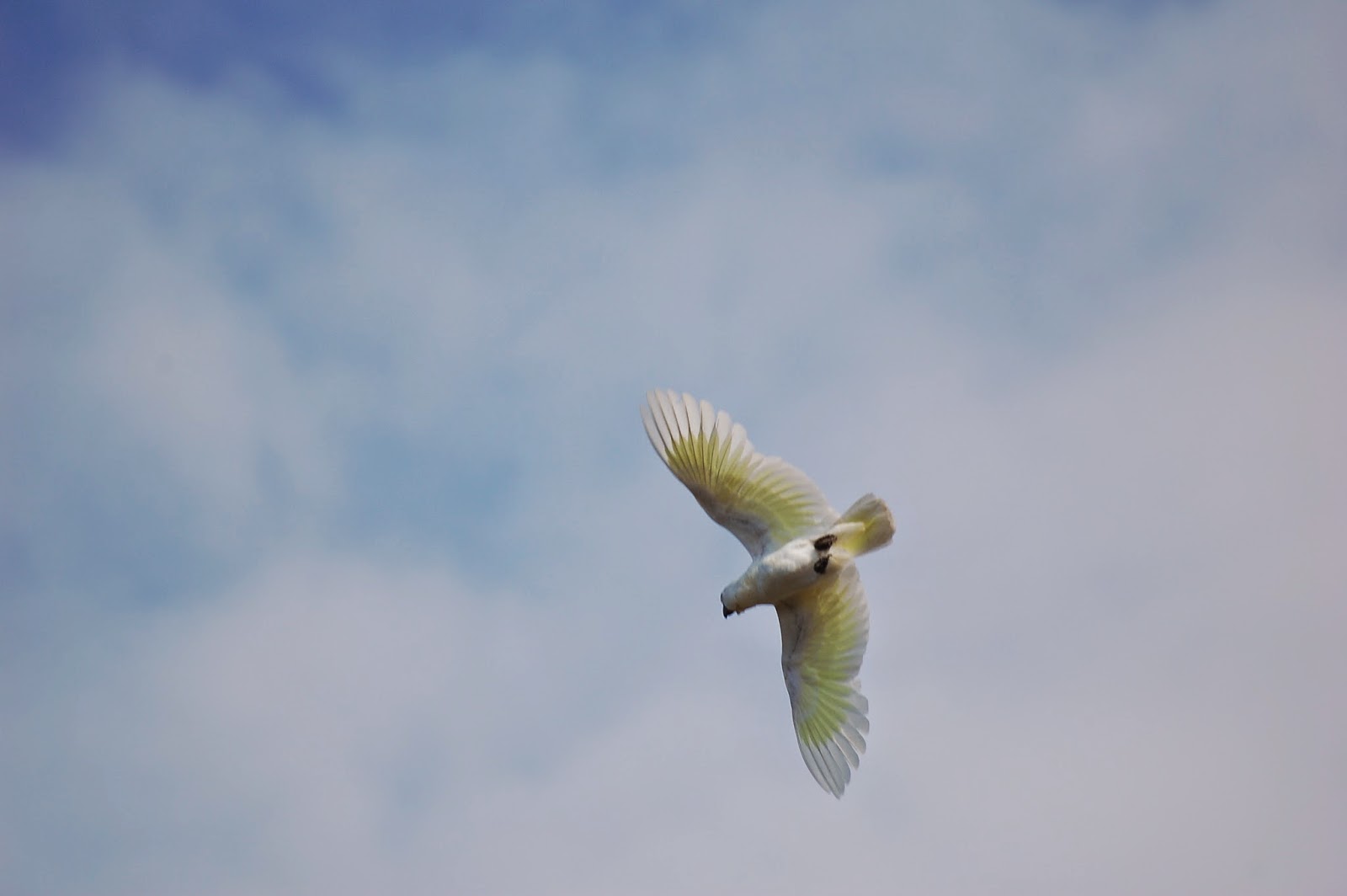 Amongst Gum Trees: Like a mad cockatoo
