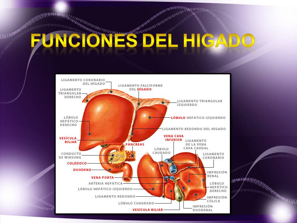 FISIOLOGÍA MÉDICA: FUNCIONES DEL HIGADO