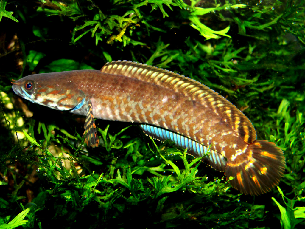 Channa Fish - Channa gachua – Dwarf Snakehead (Channa limbata ...