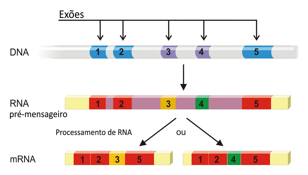 Auxiliares para Ciências e Tecnologias: Biologia