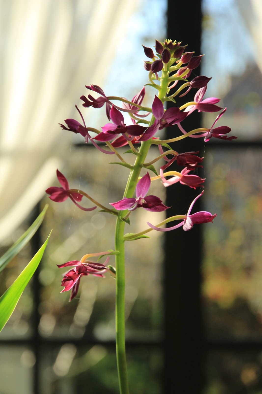 De biodiverse tuin: Orchisjes