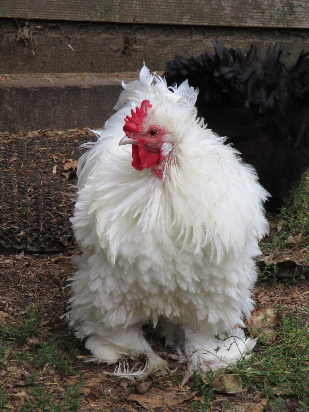 Just Chickens...: Mr. Fancy Pants Is No More