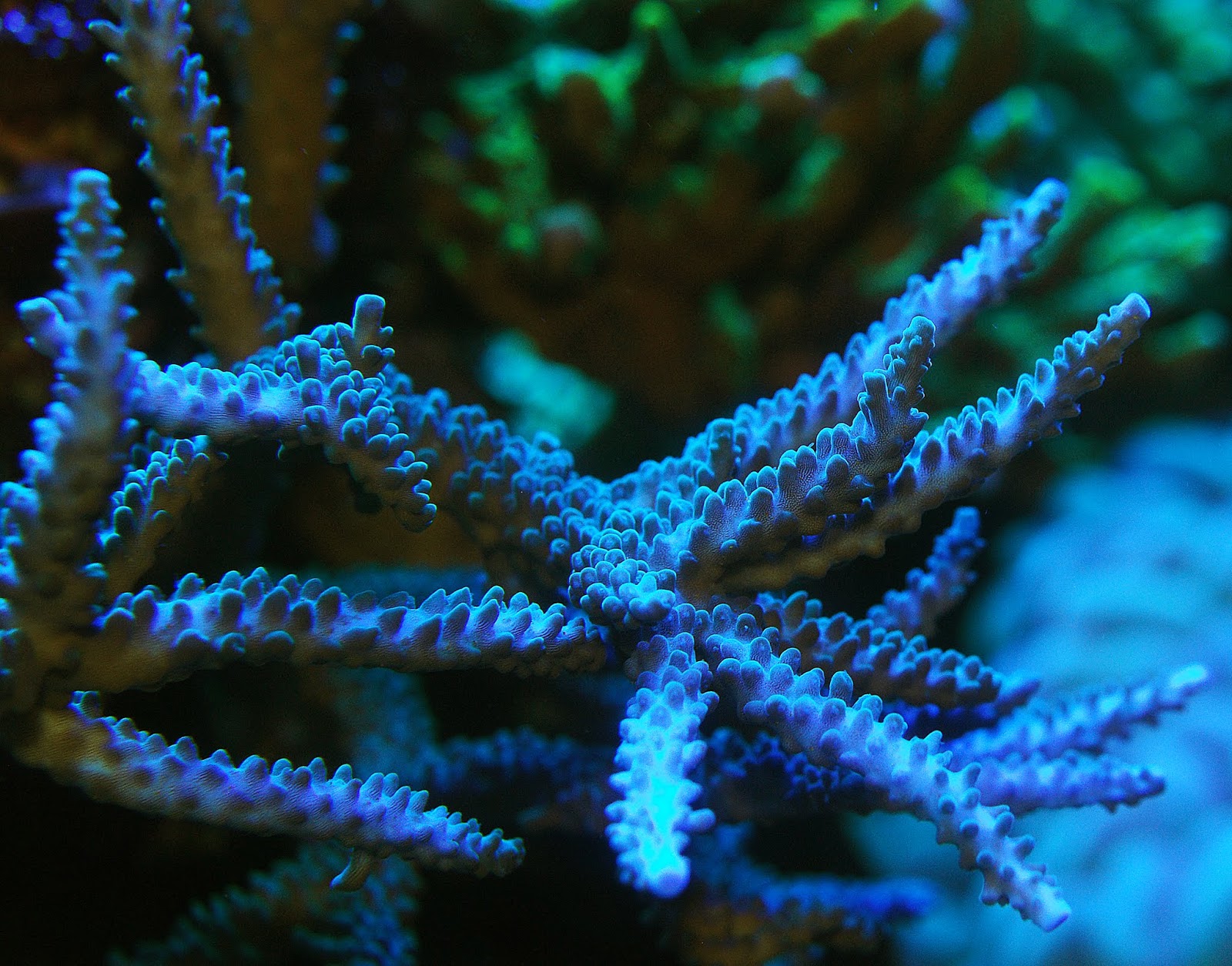 aquarium adventures: Acropora Facts You Probably Didn't Know
