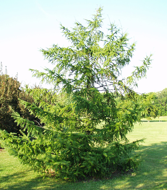 Trees Planet: Larix kaempferi - Japanese Larch