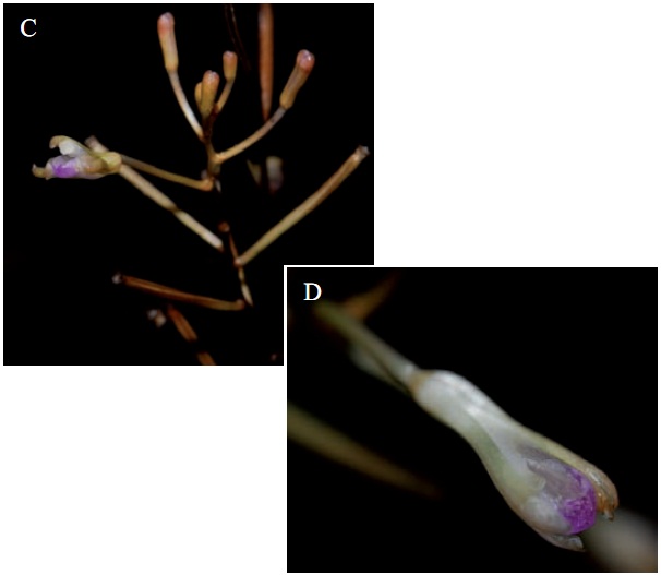 Species New to Science: [Botany • 2010] Lecanorchis javanica & L ...