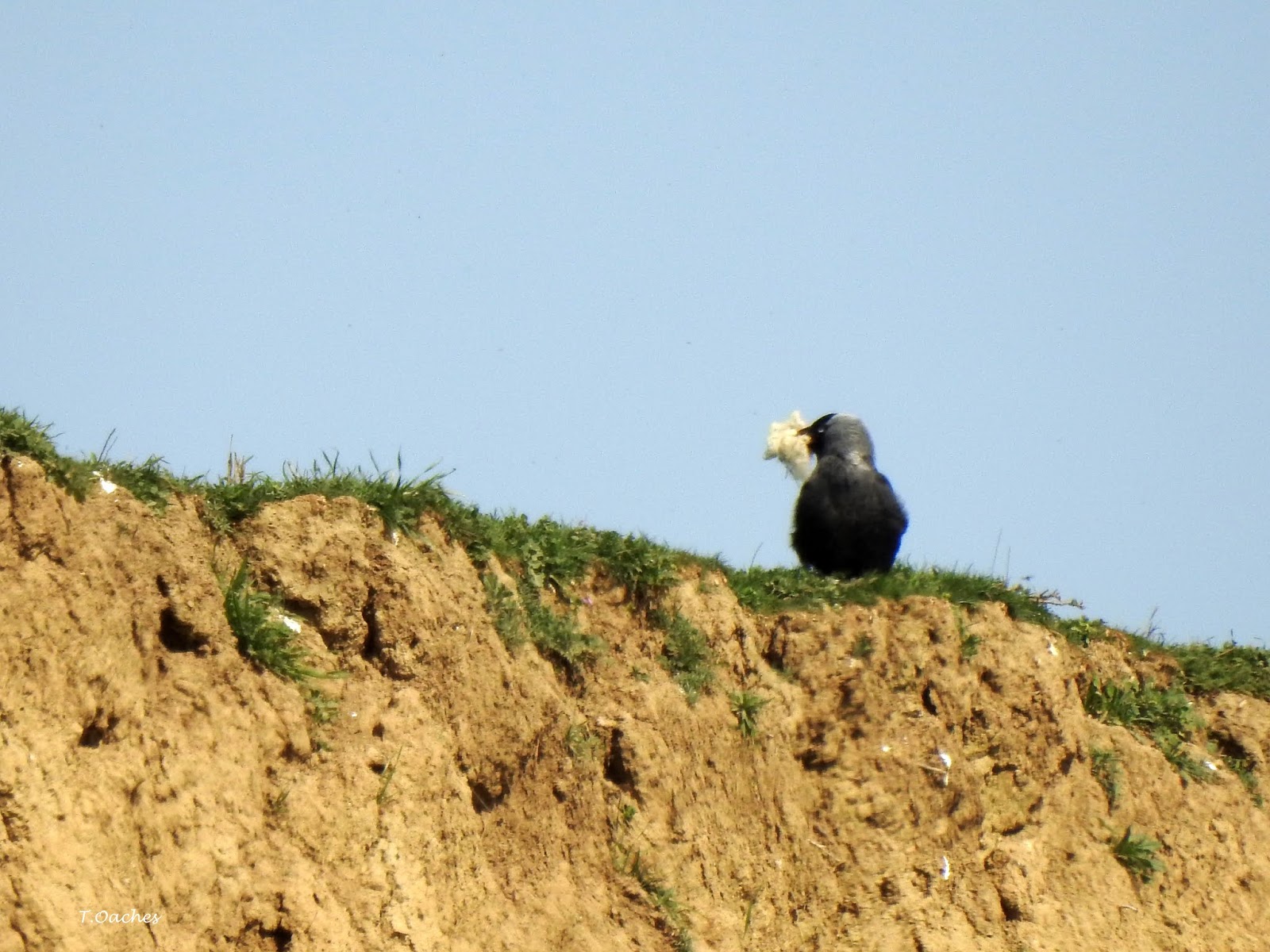 PASARI DIN ROMANIA: STANCUTA, Corvus monedula
