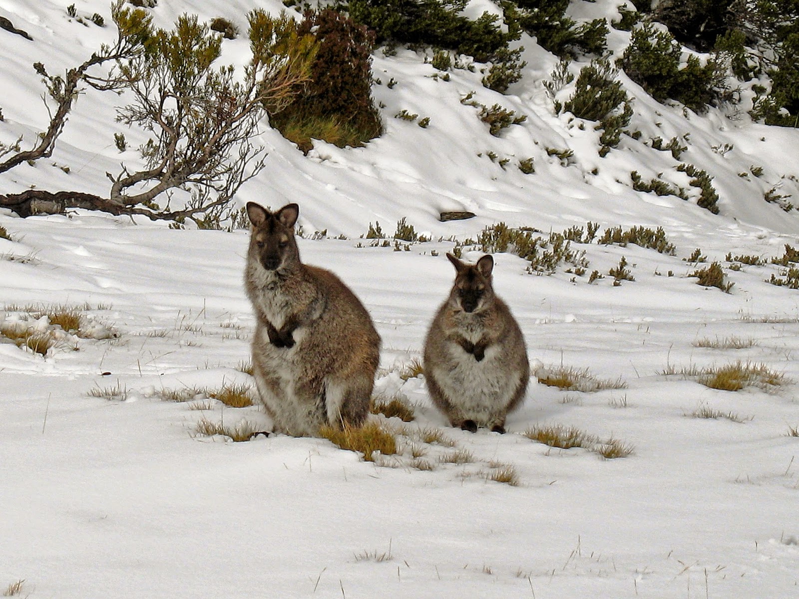 Nature Scribe: On the Wallaby