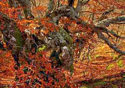 Teleorman - Enciclopediae