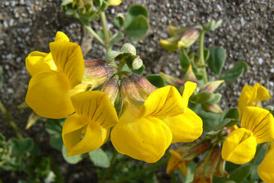 Wildflowers of Andalucia: November 2011