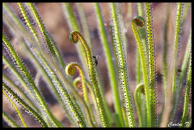 SERRANIA DE RONDA, naturaleza: atrapamoscas