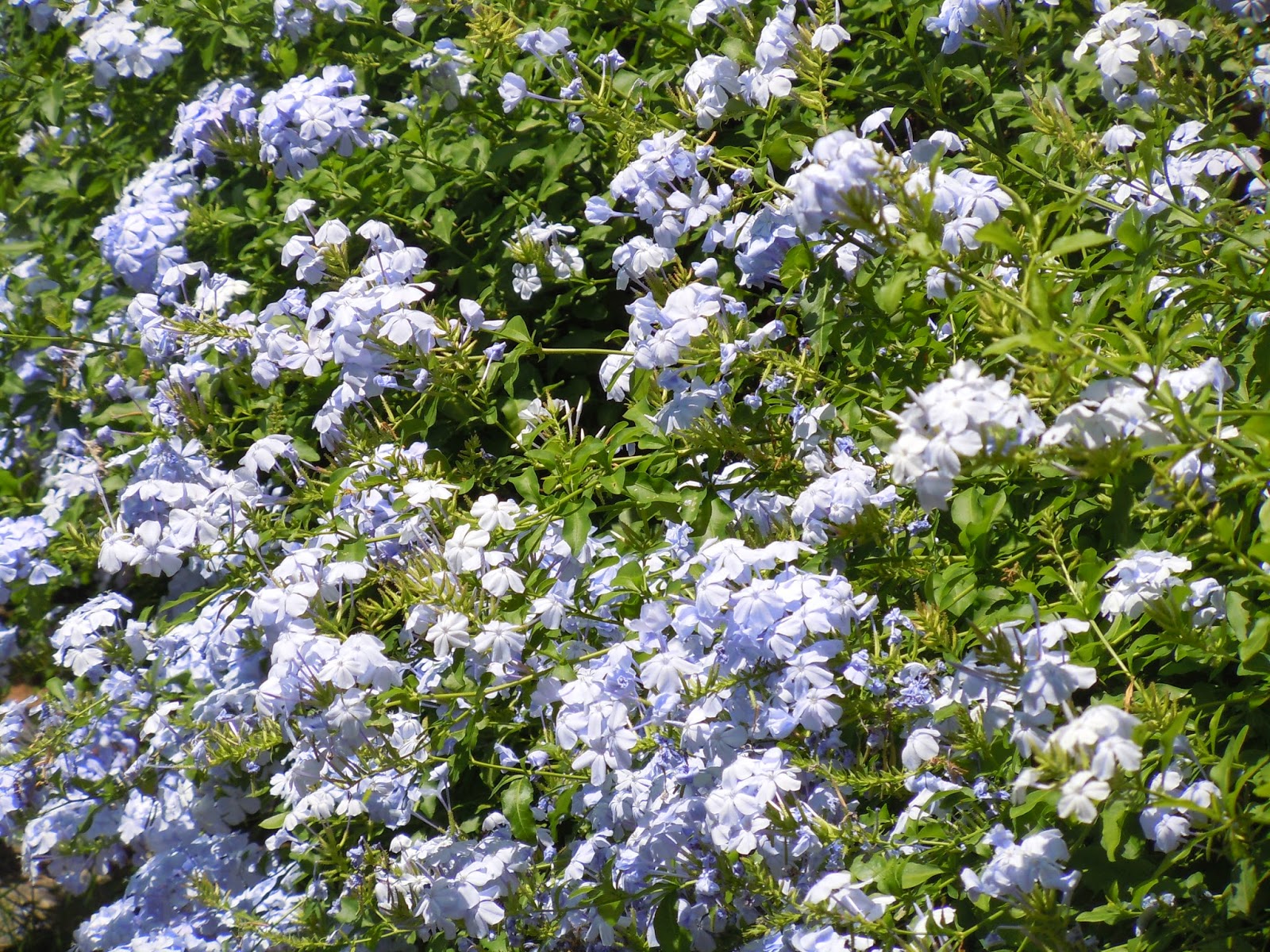 DIÁRIO COM A NATUREZA: 30 DE MARÇO - BELA-EMÍLIA - PLANTA E FLOR ...