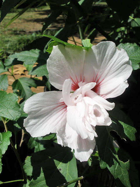 MARIETTE'S BACK TO BASICS: {Our Hibiscus syriacus 'Blushing Bride' from ...