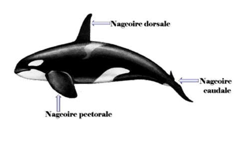 Where is Tara Tari ? Le grand voyage de Capucine et Tara Tari: L'orque