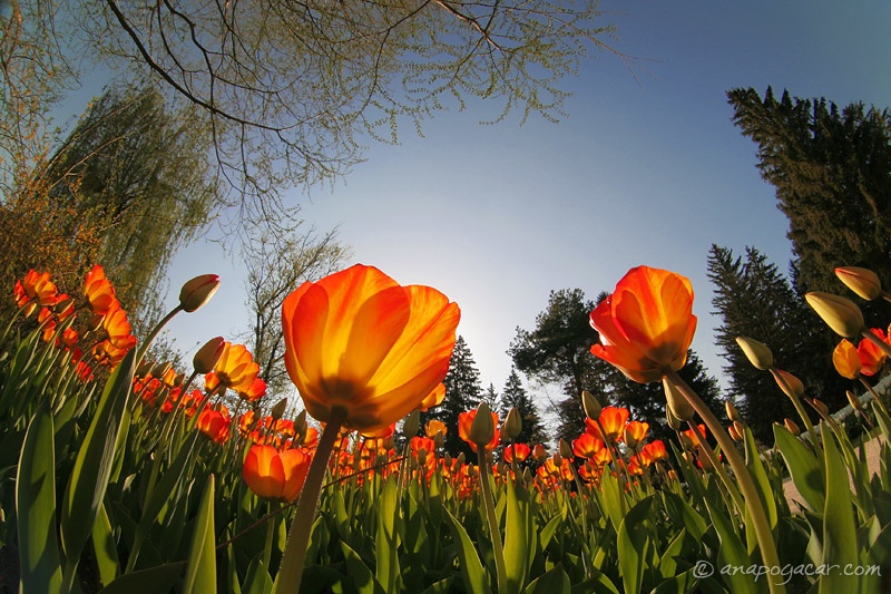 Nicole's Digital Photo Blog: Types of Perspective in Photography