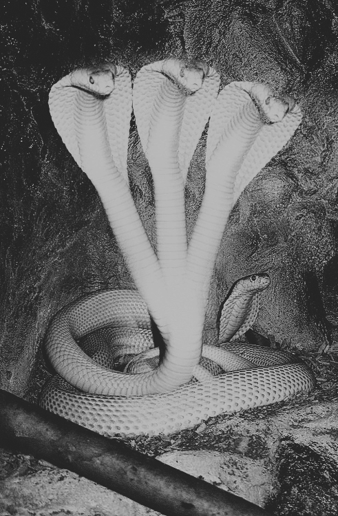 3 Headed Cobra Snake Pic On Side Of Road in India