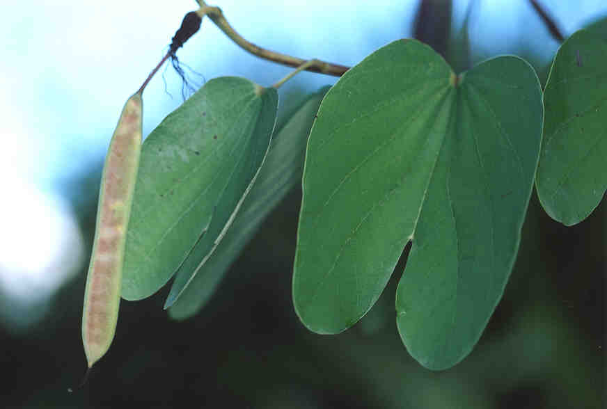 Mororó - Bauhinia cheilantha