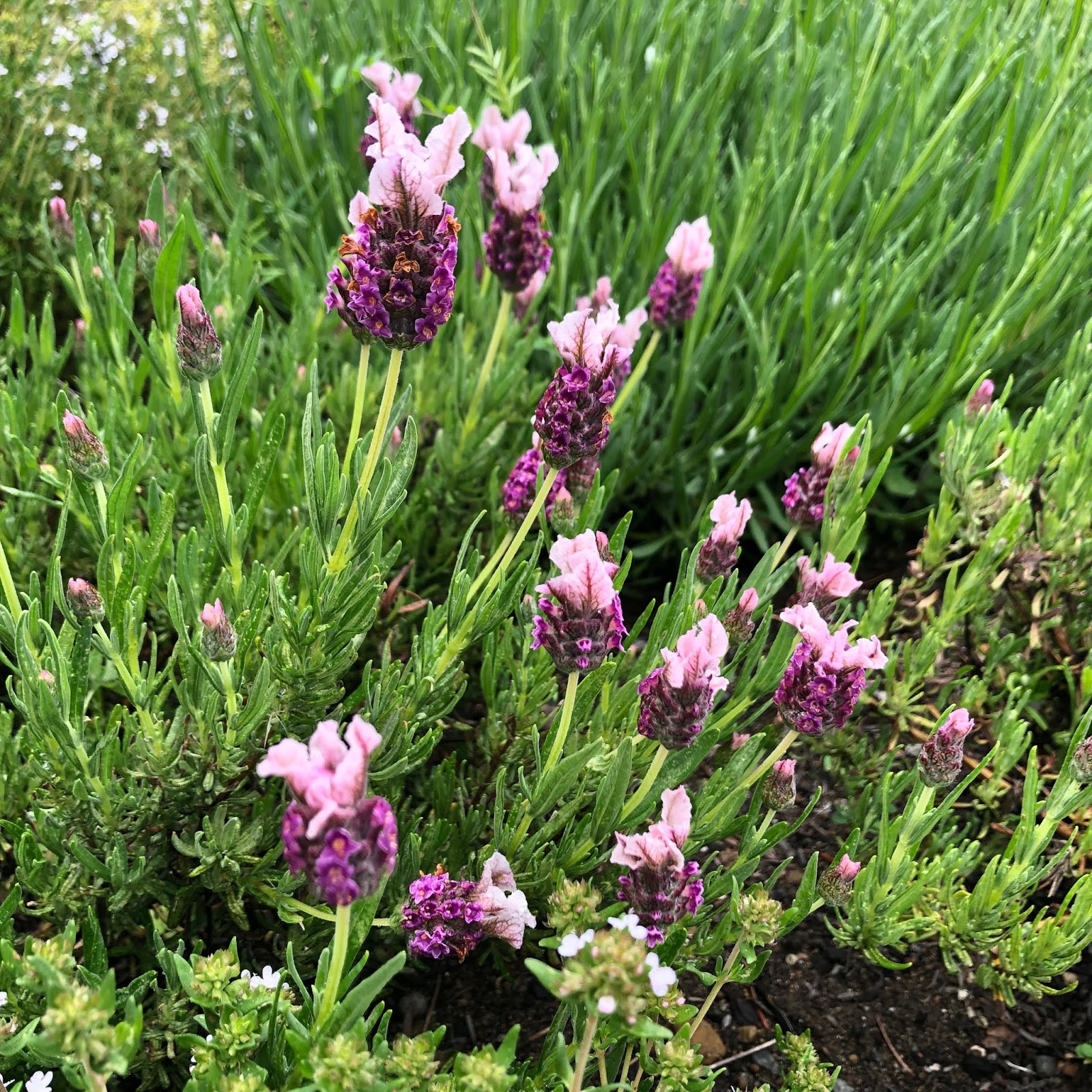 Bonney Lassie: Garden Bloggers Bloom Day - May 2019
