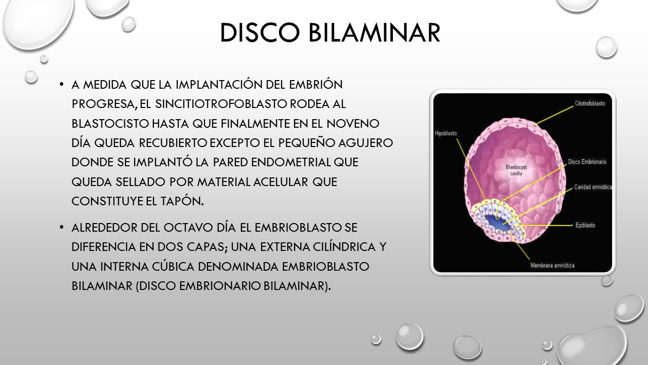 Histoembriologia: DISCO BILAMINAR