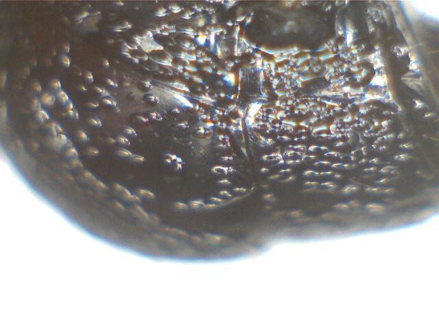 O MUNDO DOS INSETOS: FORMIGA VISTA NO MICROSCOPIO