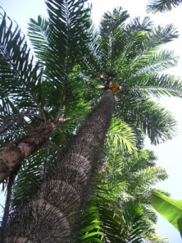 buenisimo: EL CULTIVO DE TEMBE