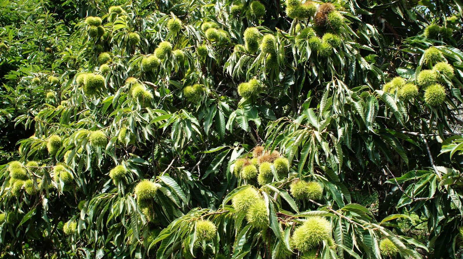 .: Castanheira e as castanhas