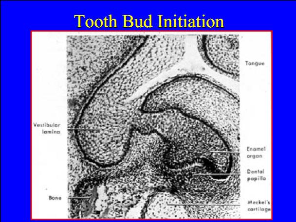 Dentistry lectures for MFDS/MJDF/NBDE/ORE: A Note On Tooth Development ...