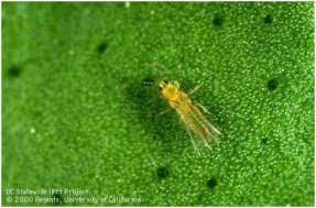 INSECTOS DE P.R. In Memoriam Dr Luis F Martorell y Dr Alain Liogier ,DR ...