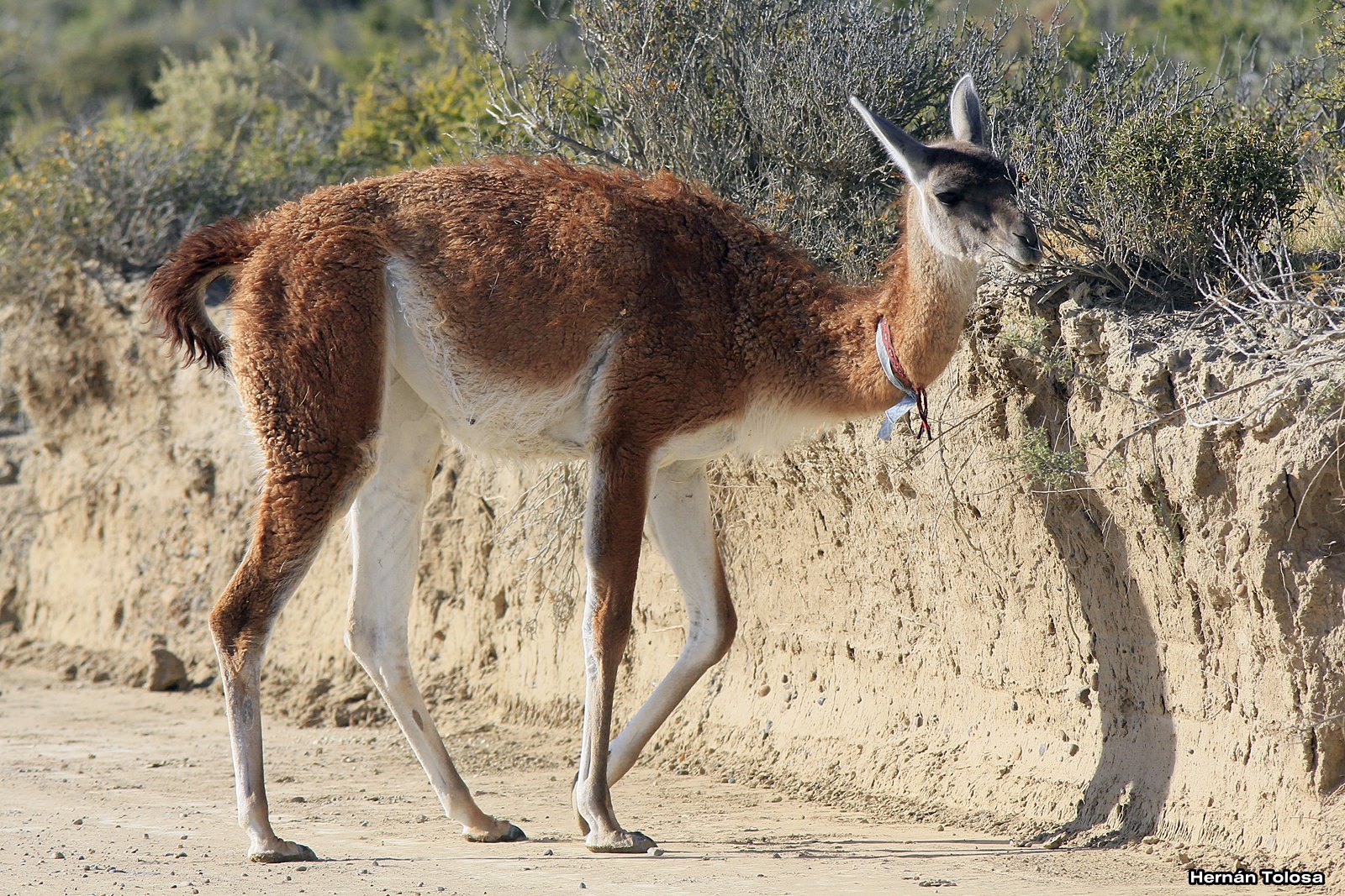 Patagonia: Guanaco amigable