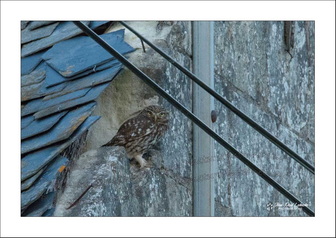 Chouettes chevêches à la campagne. 2017 047