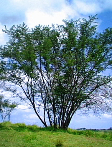 Mandala dos Orixás: JUREMA-PRETA