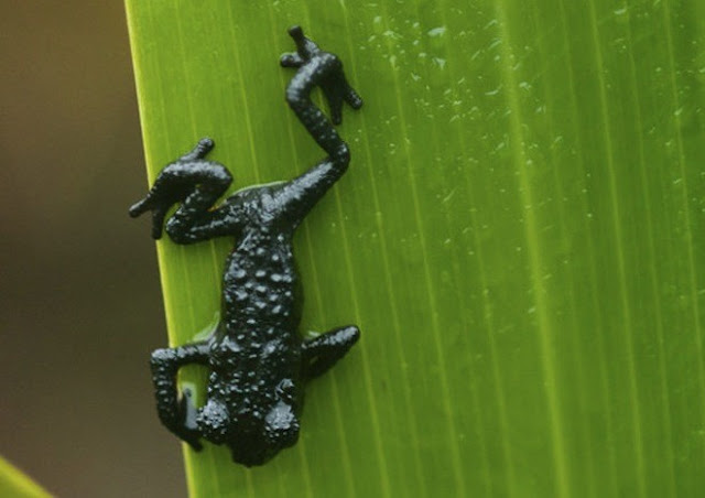El Monte Roraima : Biodiversidad, Fauna.