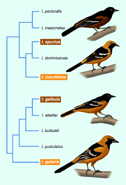 Bellas Aves de El Salvador: Icterus pectoralis (chiltota de pecho ...