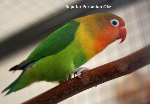 Jenis-jenis Burung Kicau Terbaik dan Termahal - REFERENSI ILMU SEPUTAR ...
