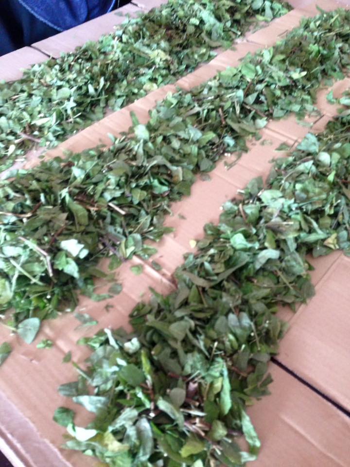 KEDAI JAMU KAK ZAH: daun rama- rama asli, segar dan murah