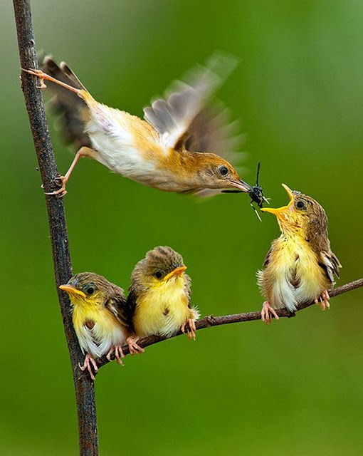 Photography Moments: Amazing Birds Photography