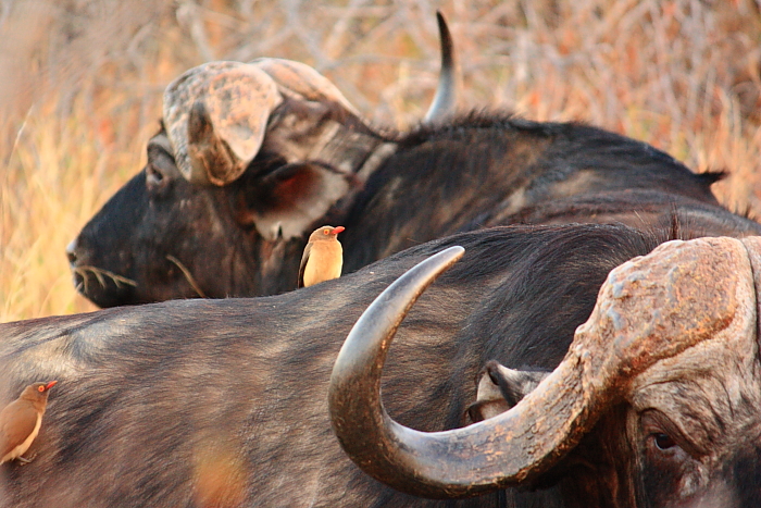 .: 08th September: It's Like Playing Pin The Tail On the Striped Donkey ...