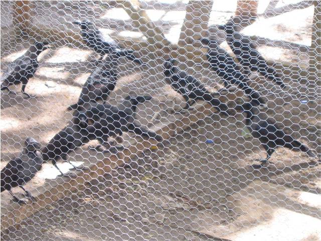 WANANCHI WATAHADHARISHWA KAMPENI YA KUANGAMIZA KUNFGURU WEUSI DAR ...