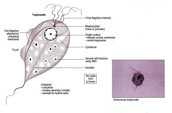 Lecture Notes in Medical Technology: Lecture #15: SUBPHYLUM MASTIGOPHORA
