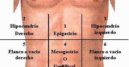 Regiones Abdominales | Morfofisiologia Daniela