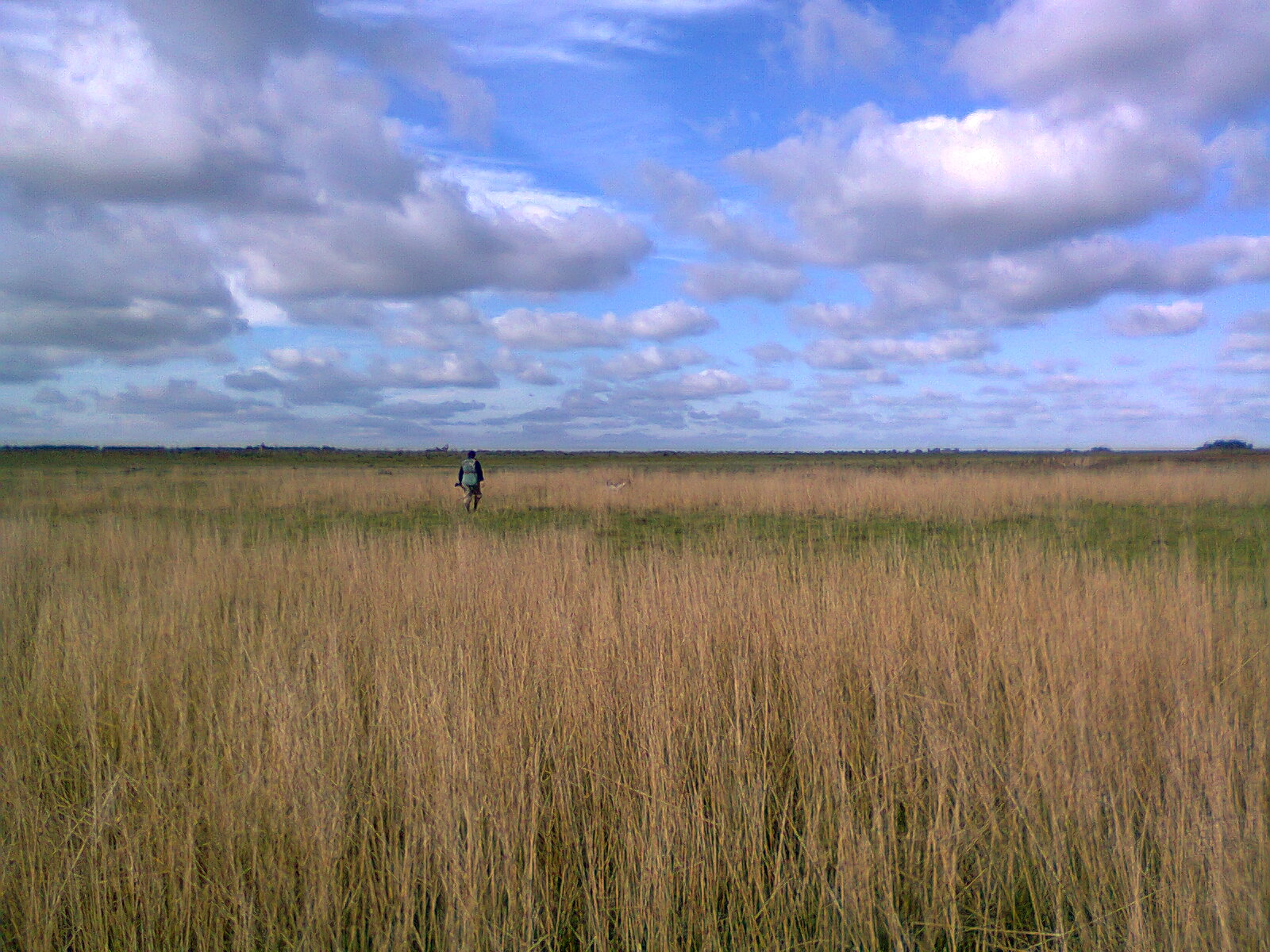 Toda una vida cazando.: PASTOS ALTOS PARA CAMINAR UN RATO LARGO, CON ...