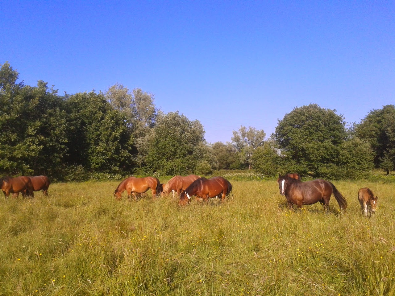 Euskal Herriko Mendiko Zaldia: 05/26/14