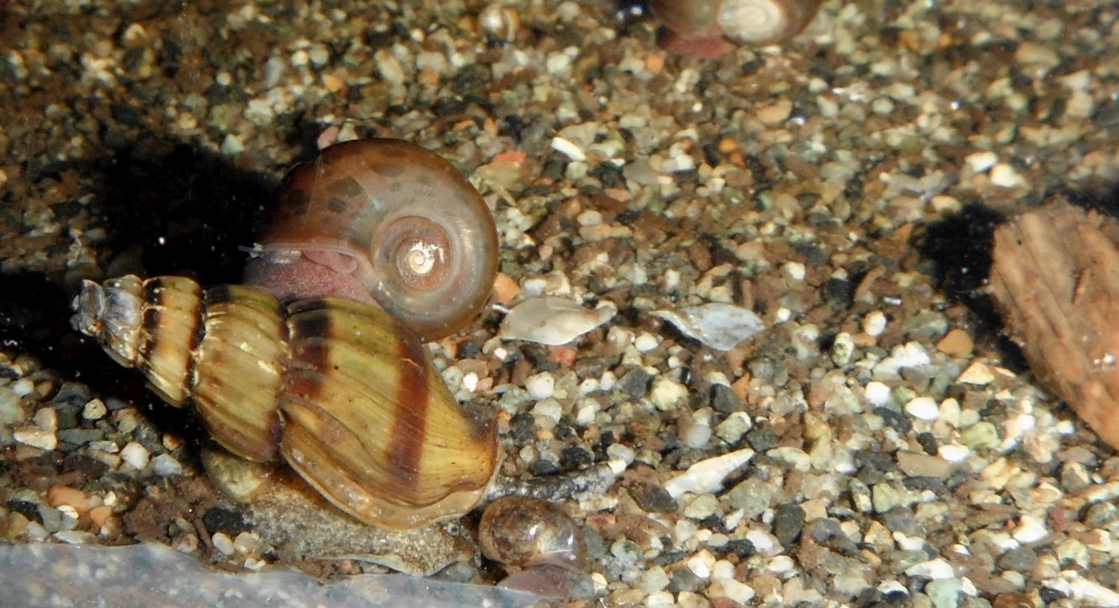 stormidae: Clea helena: dancing with death