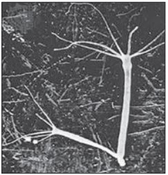 5 Jenis Perkembangbiakan Aseksual Hewan (Pembelahan Biner, Ganda, Tunas ...