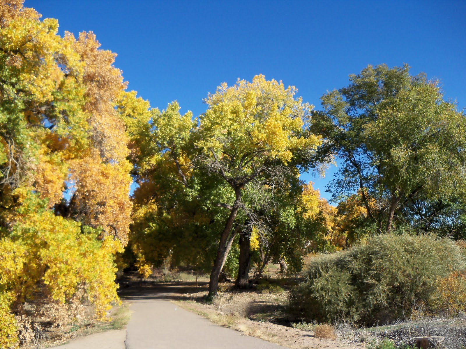 Tumbleweed Crossing: Cottonwood Trees Along Rio Grande River