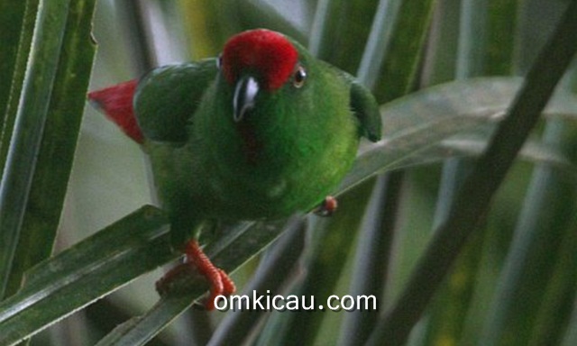 Serindit Sulawesi Dengan Suaranya Yang Nyaring - Sangkarlapis